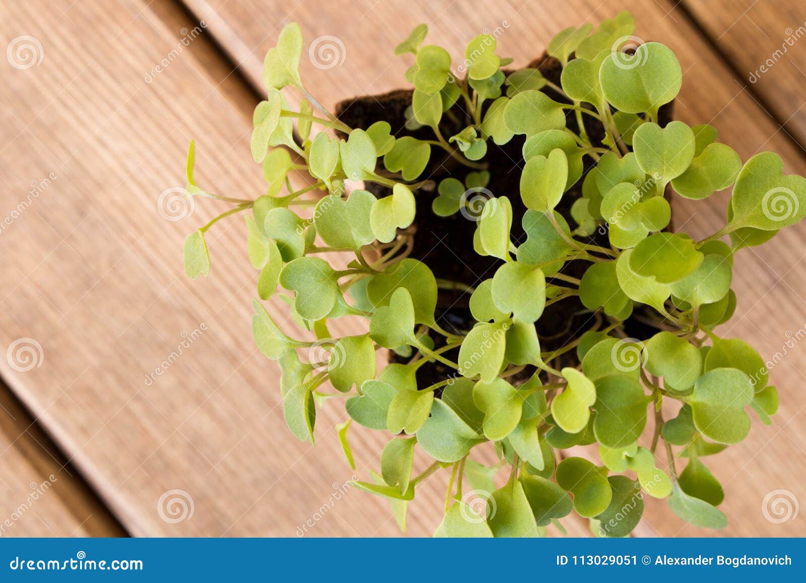 A Small Sprout Pea . Spring Has Come Stock Image - Image of food ...