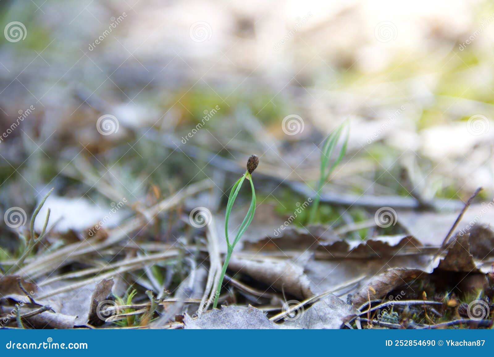 A Small Sprout of Pine Tree Sprouts from a Seed Stock Photo - Image of ...