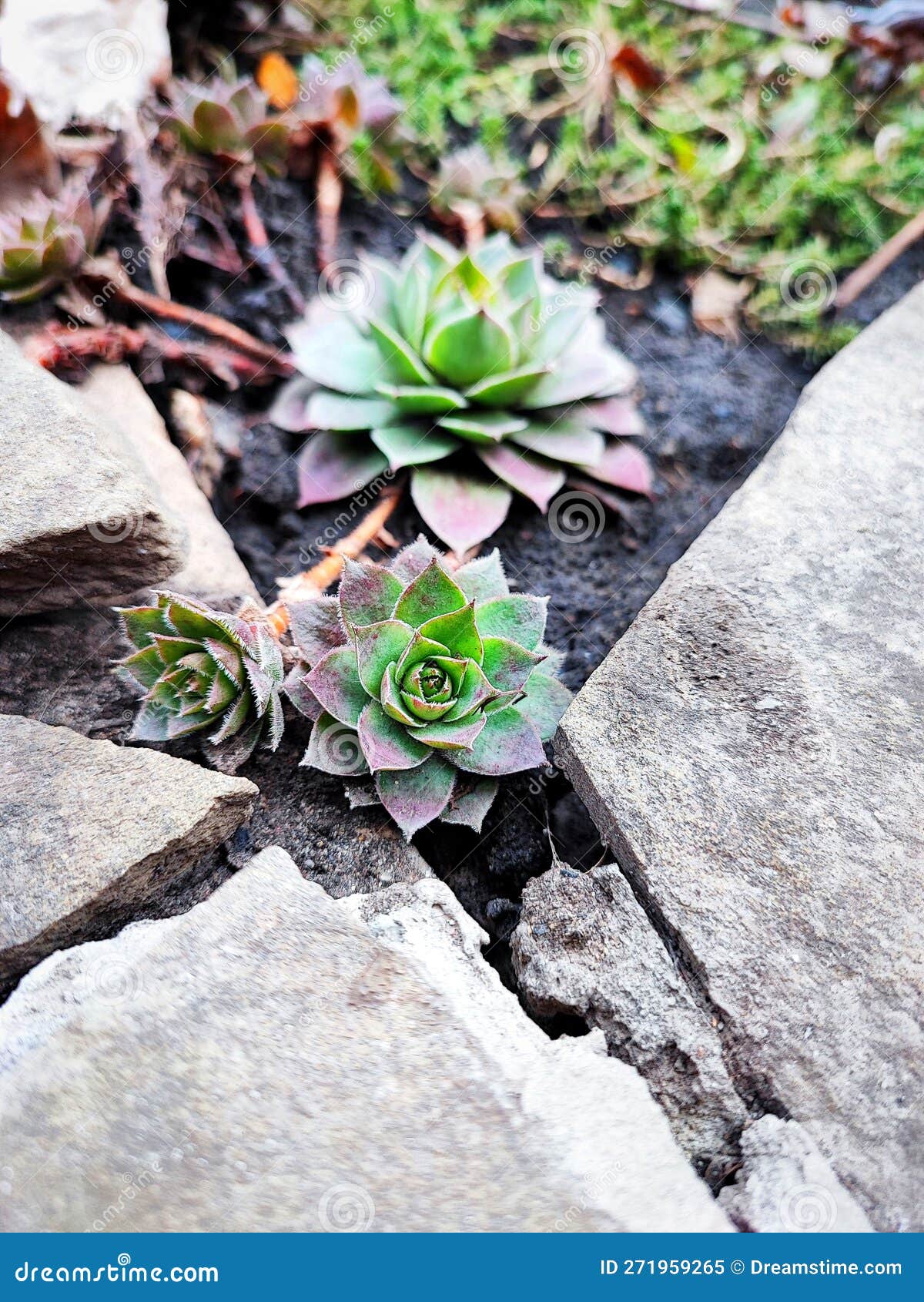 A Small Sprout of a Plant in a Flower Bed Stock Image - Image of shrub ...