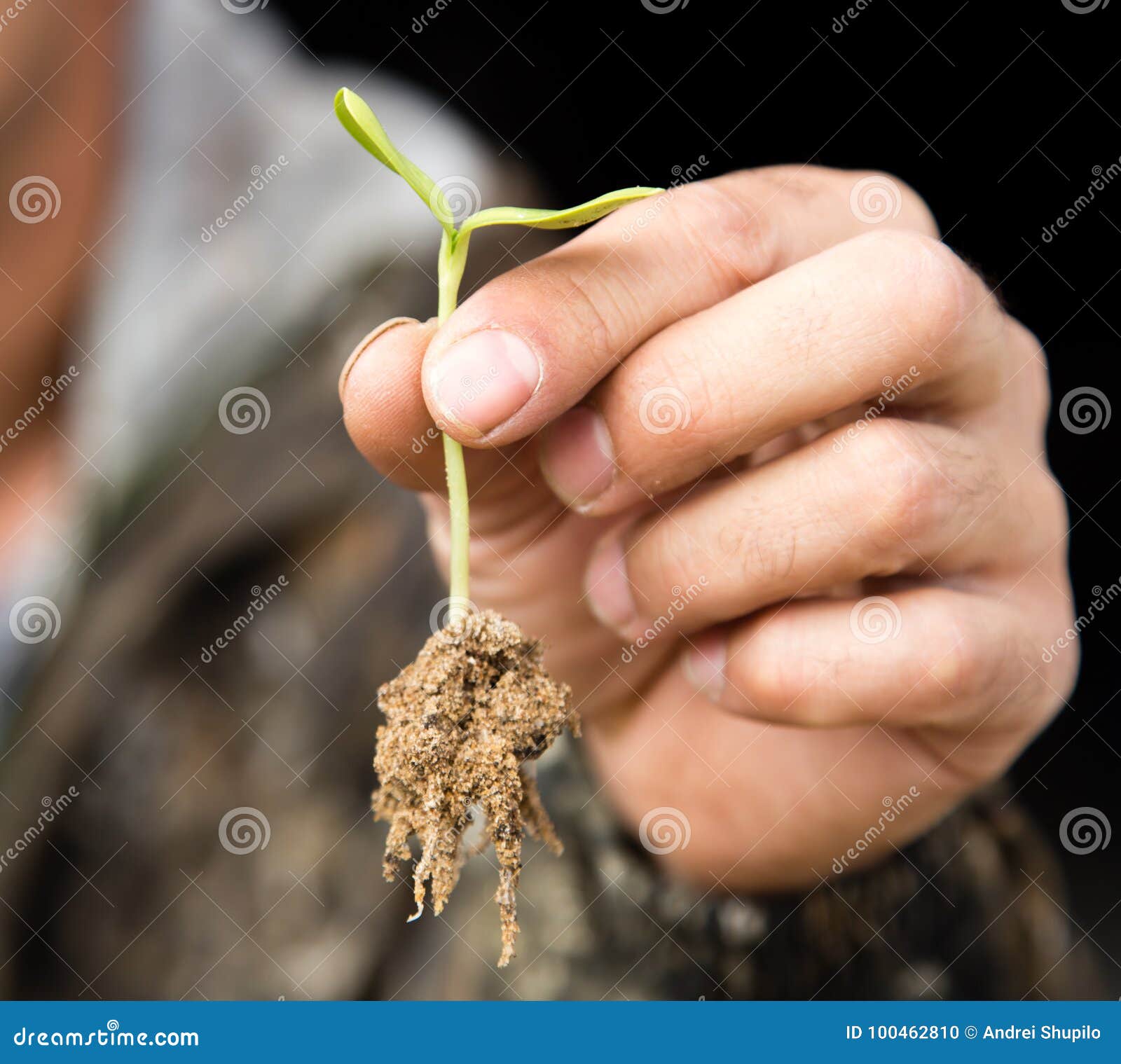 Small Sprout of a Plant in a Hand Outdoors Stock Photo - Image of tree ...