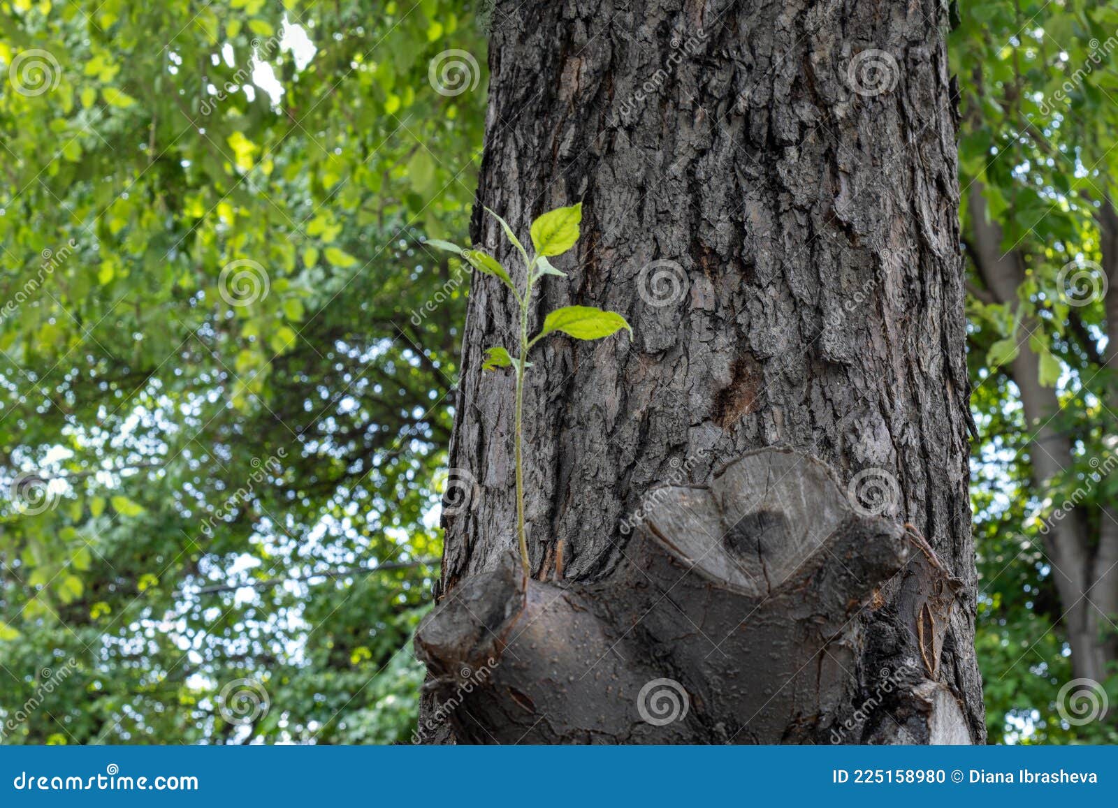 Small Sprout on a Sawn Tree Branch Stock Photo - Image of green, sawn ...