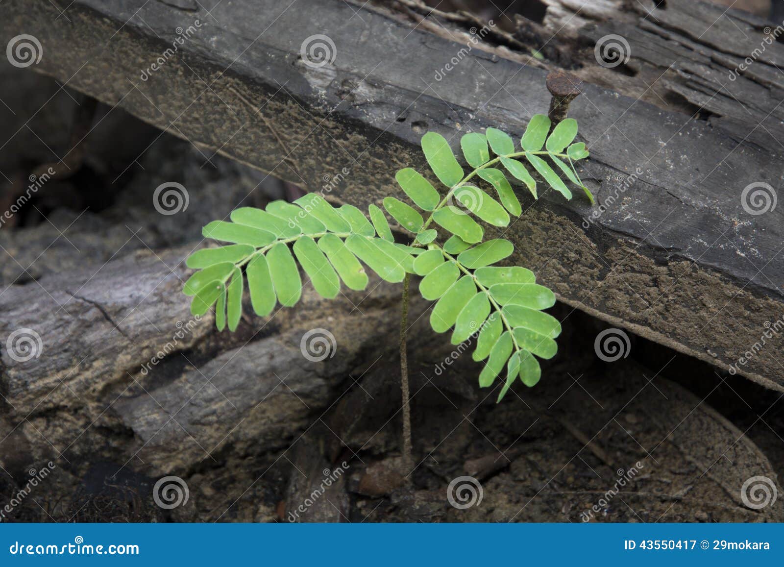 Small Sprout Seedling Tree Natural Stock Image - Image of concept ...