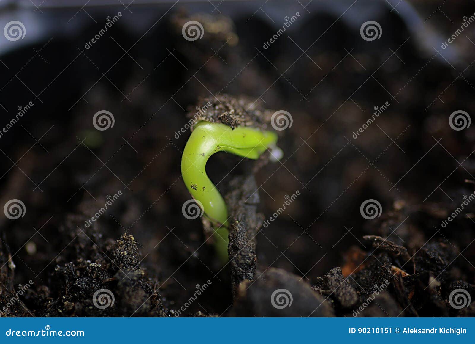 Small sprout from seeds stock image. Image of green, beginning - 90210151