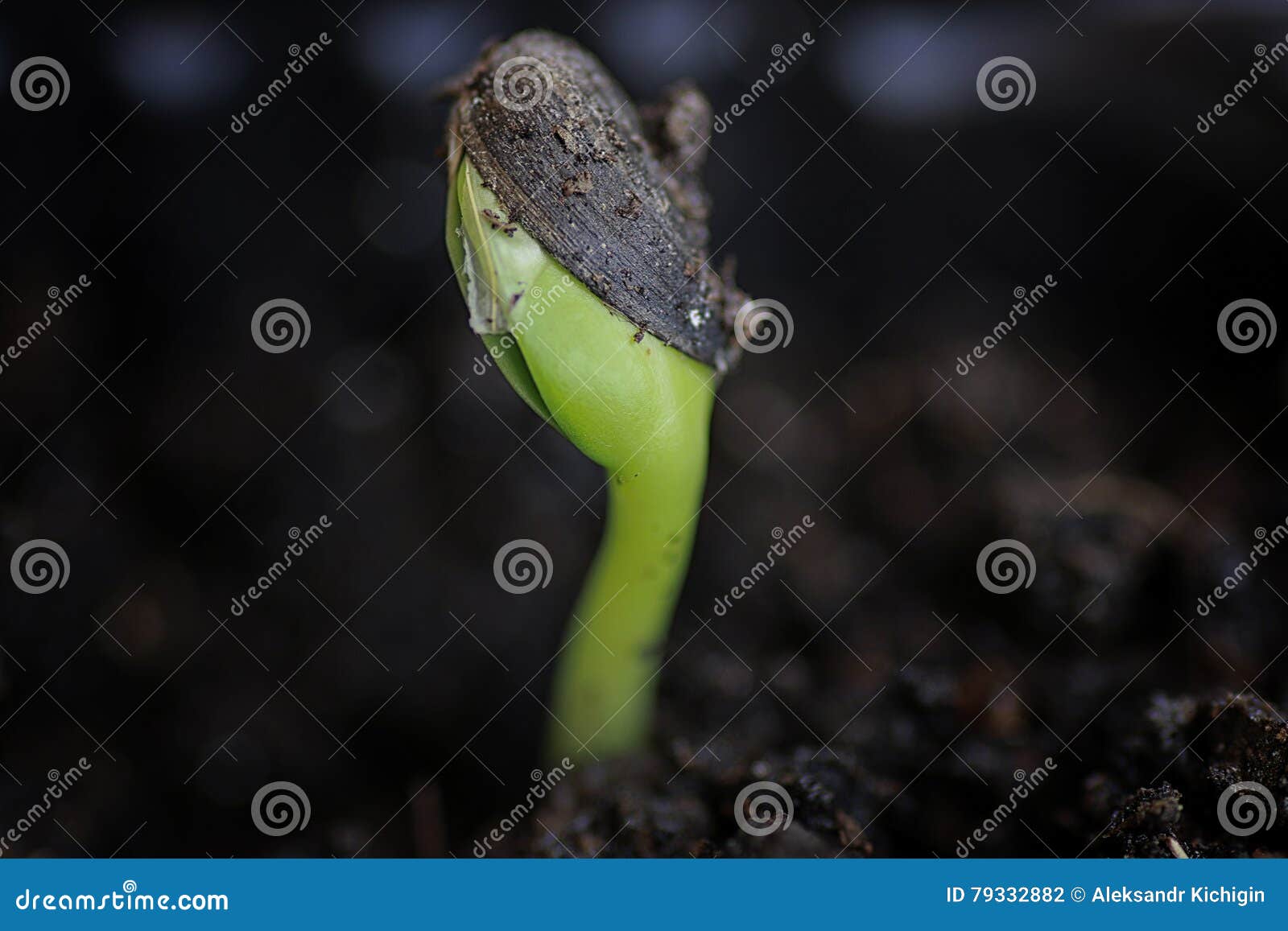 Small sprout from seeds stock photo. Image of closeup - 79332882
