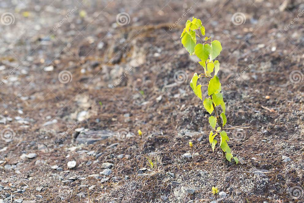 Small Sprout of a Small Tree on Dry Rocky Ground Stock Image - Image of ...