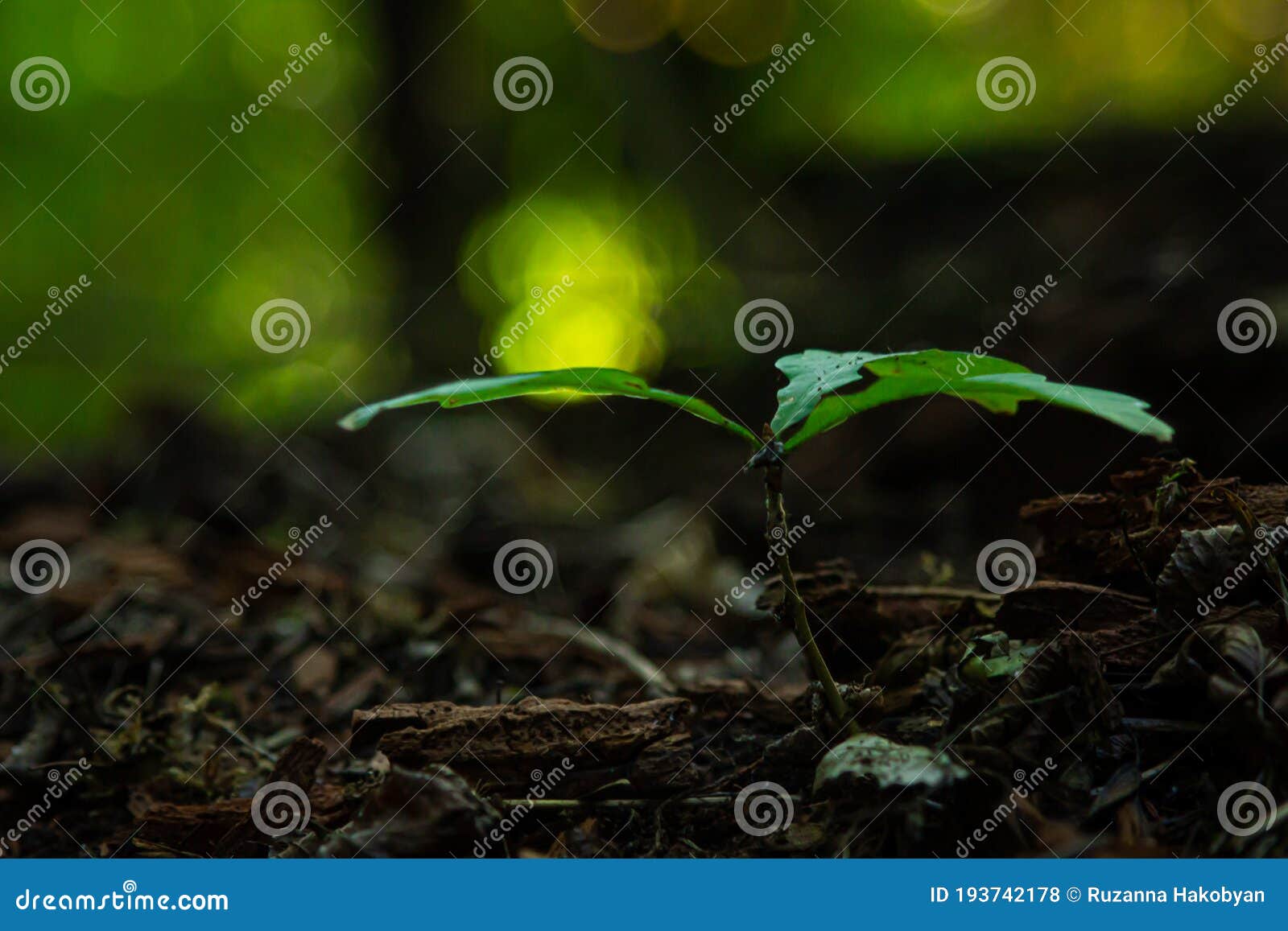 Small Sprout of a Tree in the Forest. New Life Stock Photo - Image of ...
