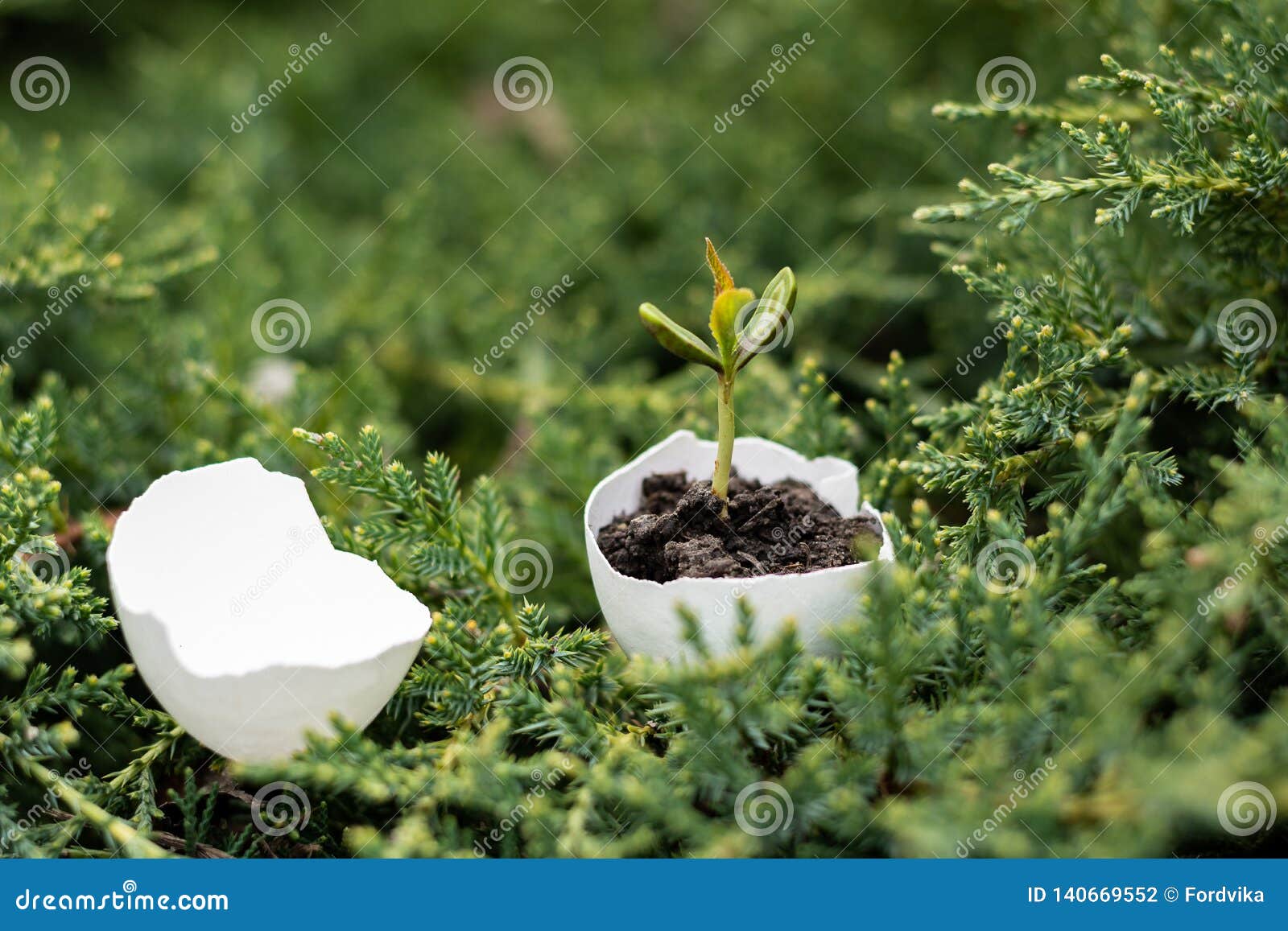 Sprout in eggshell stock photo. Image of flora, protection - 140669552