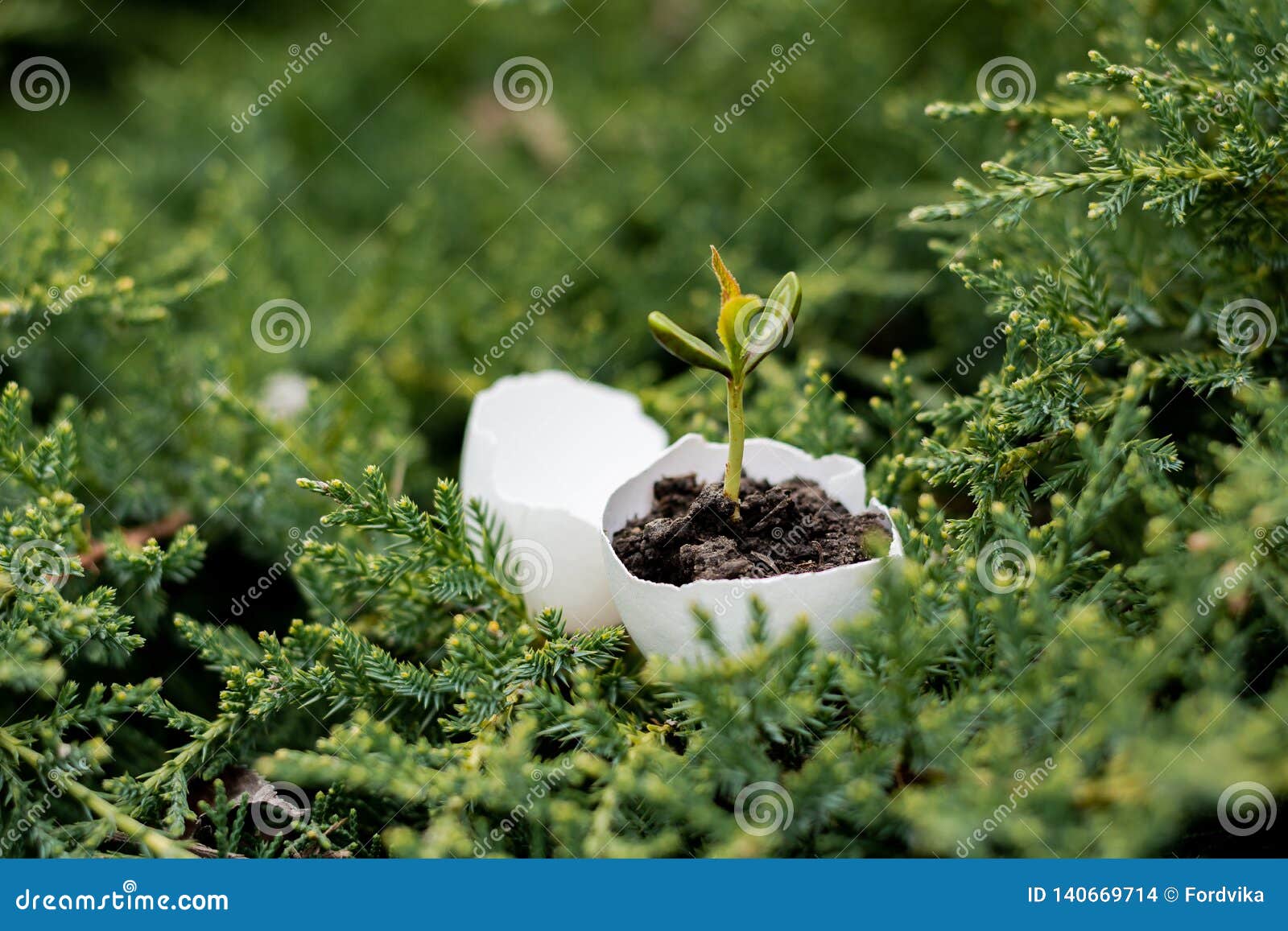 Sprout in eggshell stock photo. Image of perspective - 140669714