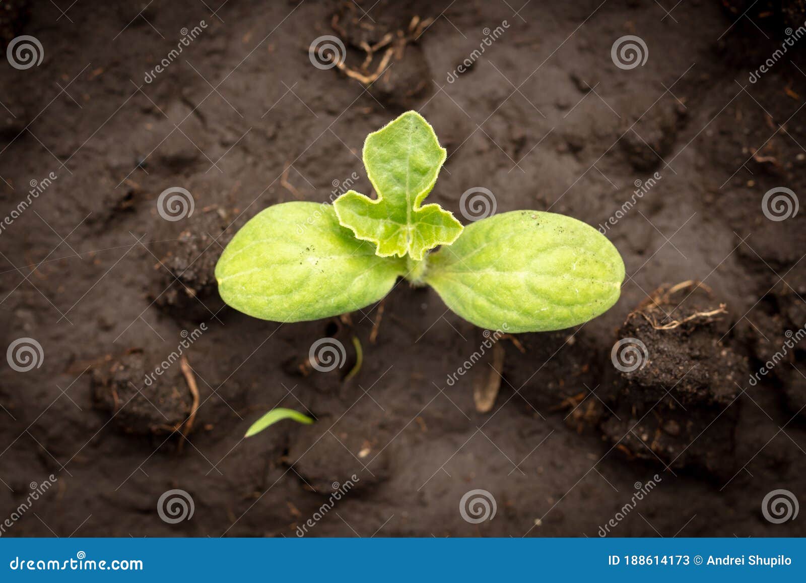 A Small Sprout of Watermelon in the Ground Stock Image - Image of plant ...