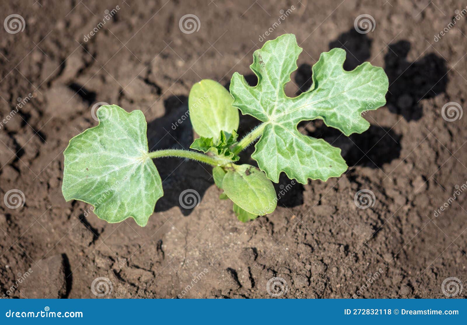 A Small Sprout of Watermelon in the Ground. Garden Stock Photo - Image ...