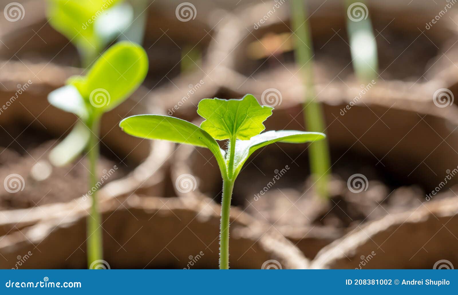 A Small Sprout of Watermelon in the Ground Stock Photo - Image of grow ...