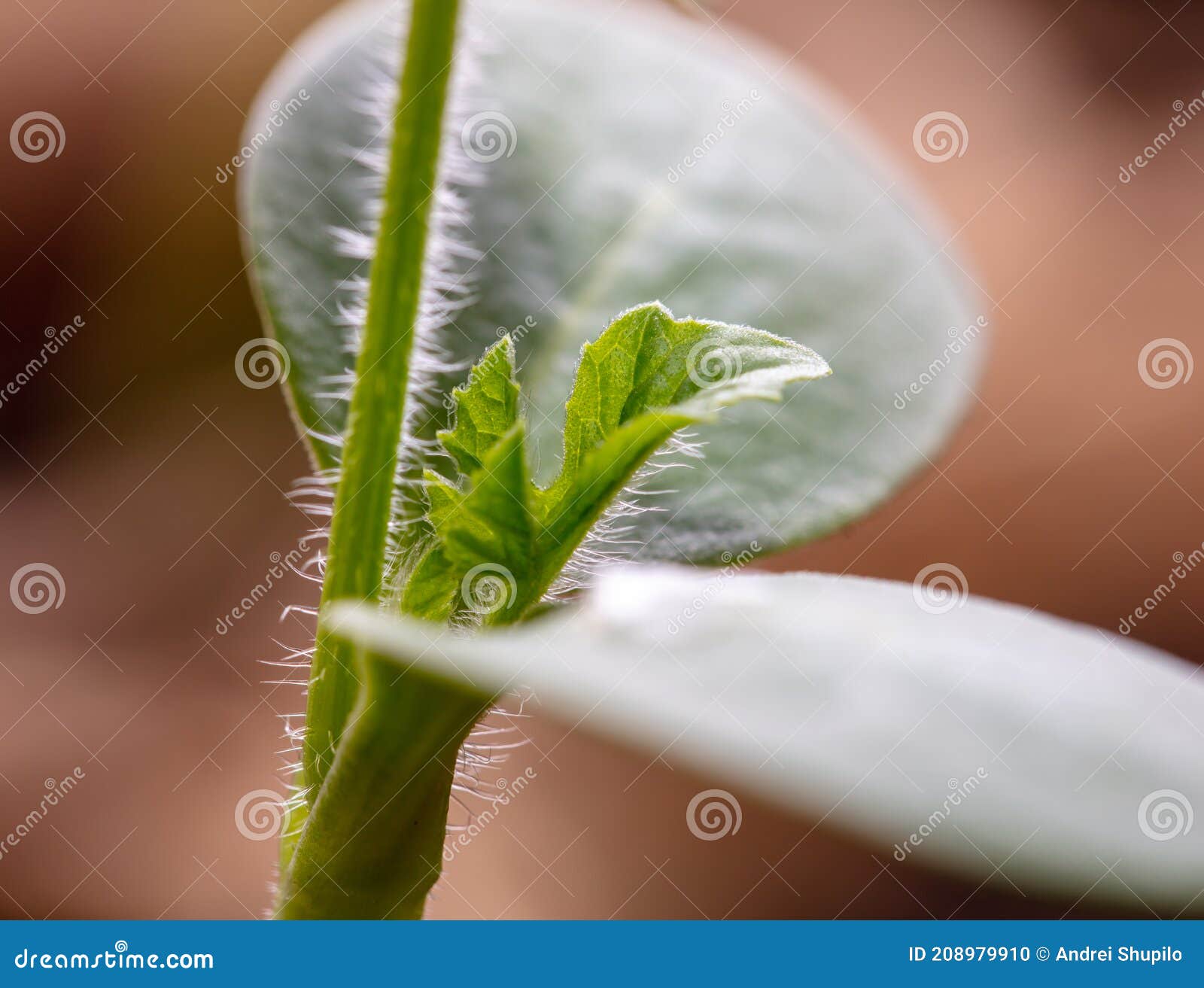 A Small Sprout of Watermelon in the Ground Stock Photo - Image of ...