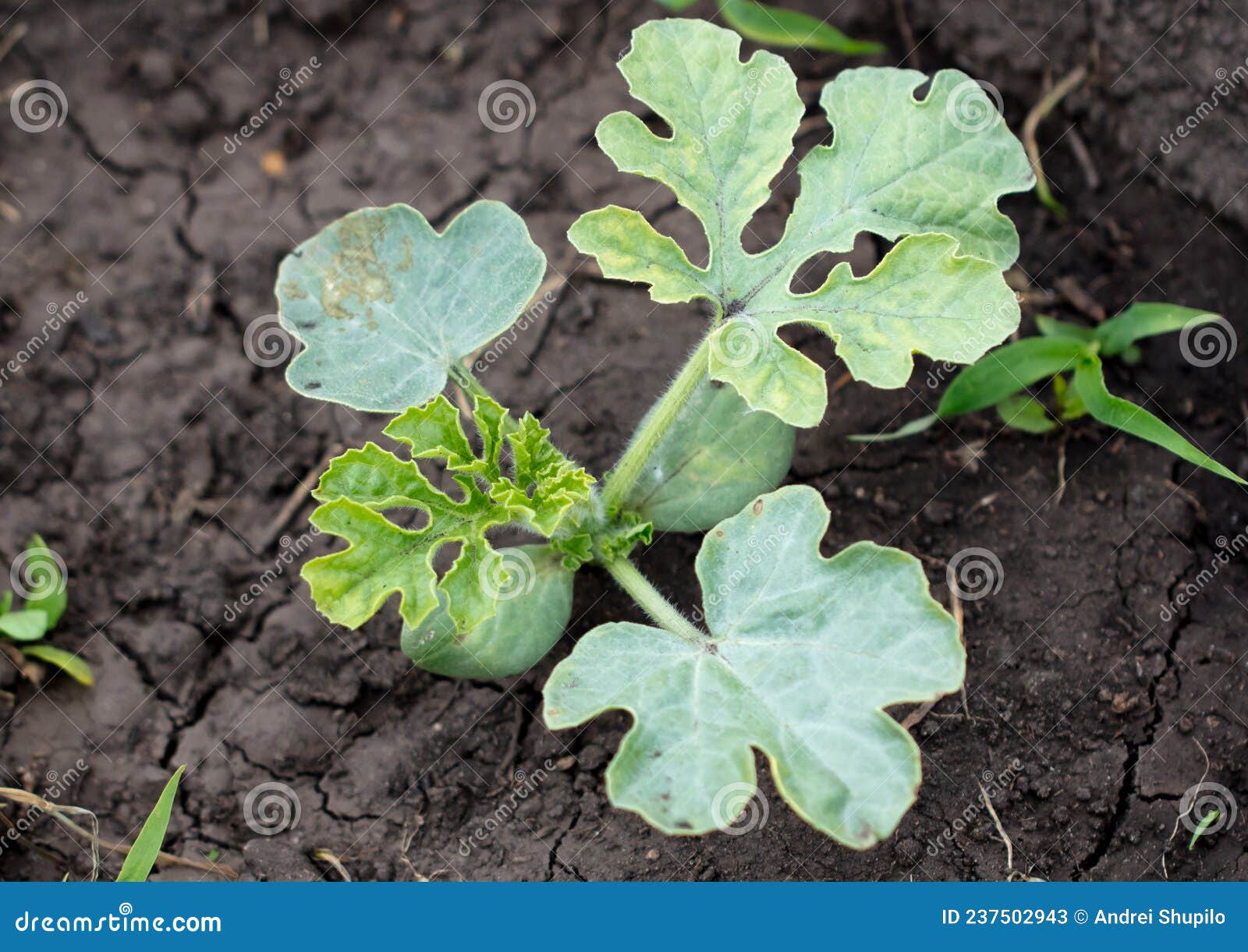 Small Sprout of Watermelon in the Ground Stock Image - Image of ...