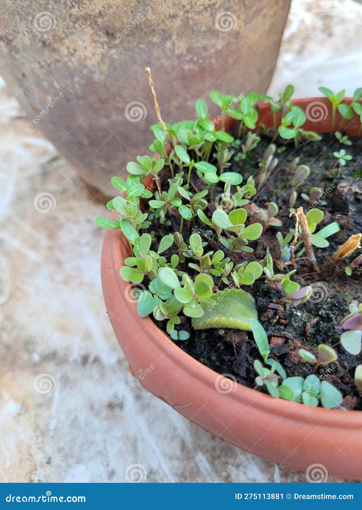 Small Sprouting Green Plants in a Pot Stock Image - Image of soil, tree ...