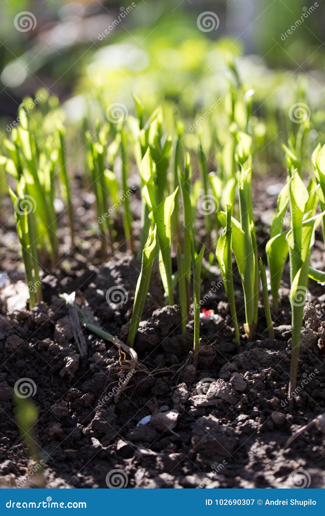 Small sprouts Lily stock image. Image of blossom, live - 102690307