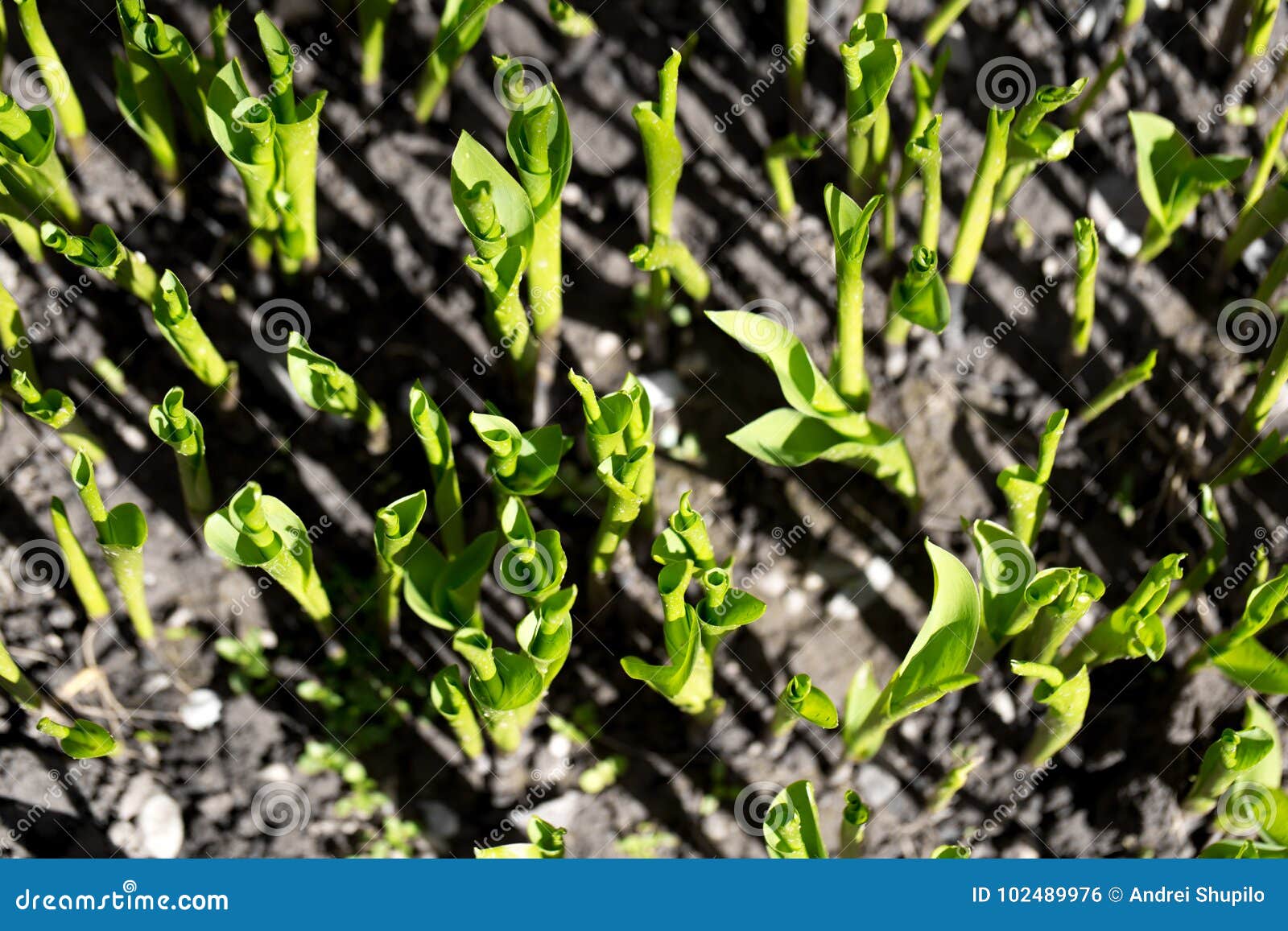 Small sprouts Lily stock photo. Image of fight, lily - 102489976