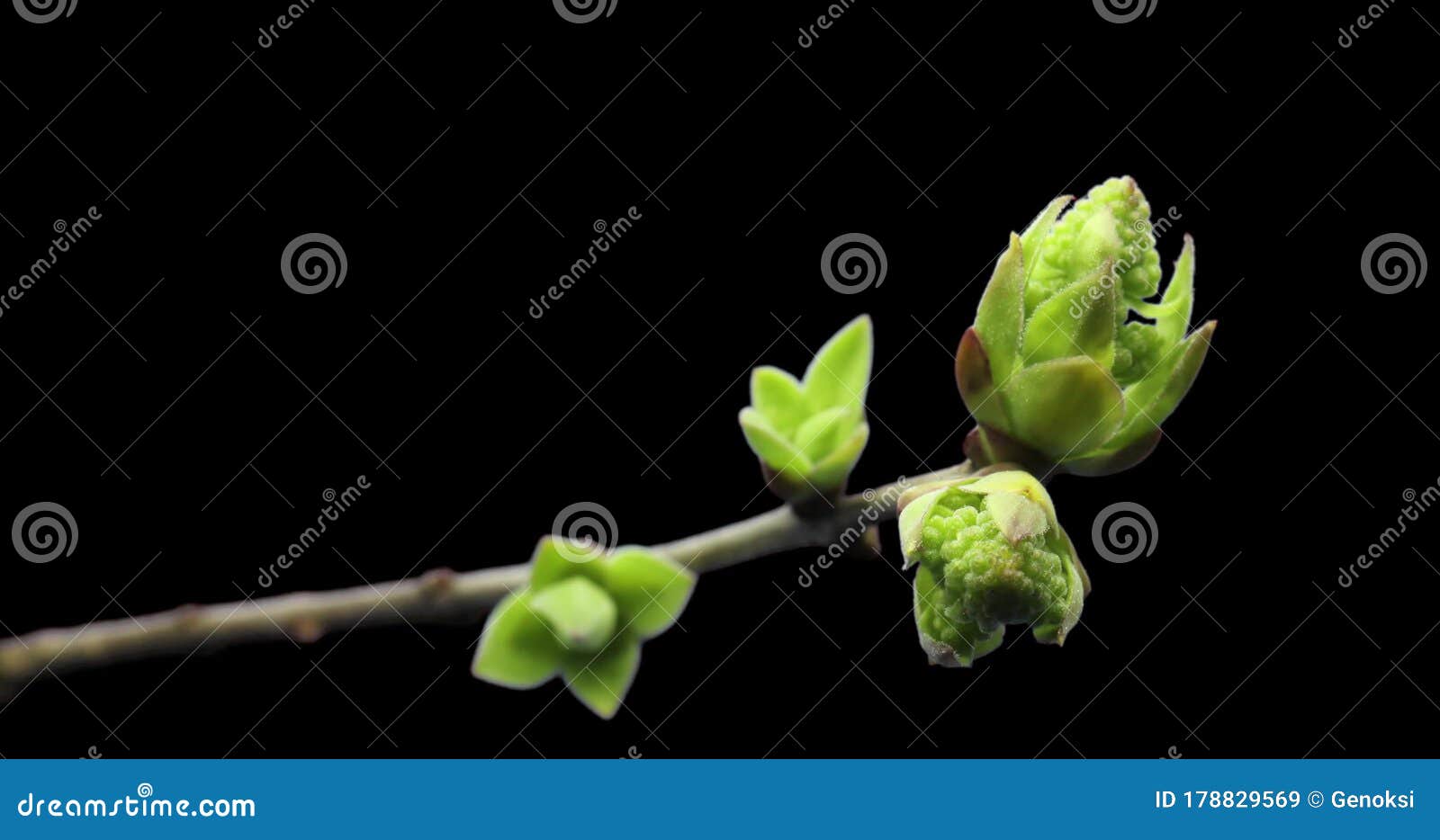 Small Sprouts Rising on Branch of Tree, Germination Process, Evolution ...