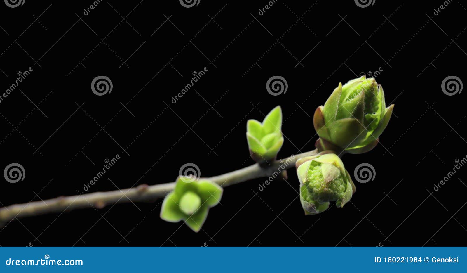 Small Sprouts Rising On Branch Of Tree, Germination Process, Evolution ...