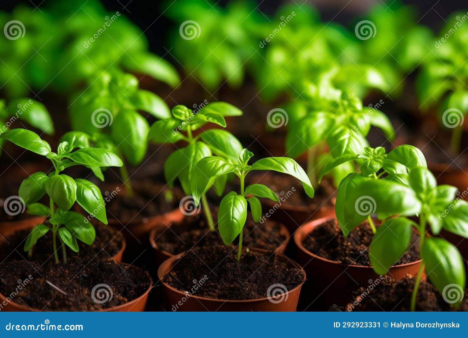 Small Sprouts of Seedlings Growing in a Greenhouse Stock Illustration ...