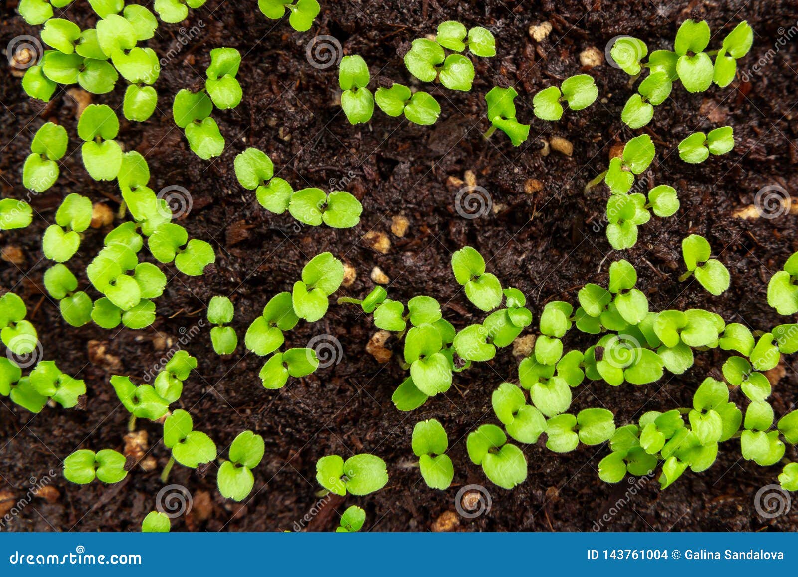 Small Sprouts in the Soil in a Container Closeup. Little Seedlings ...