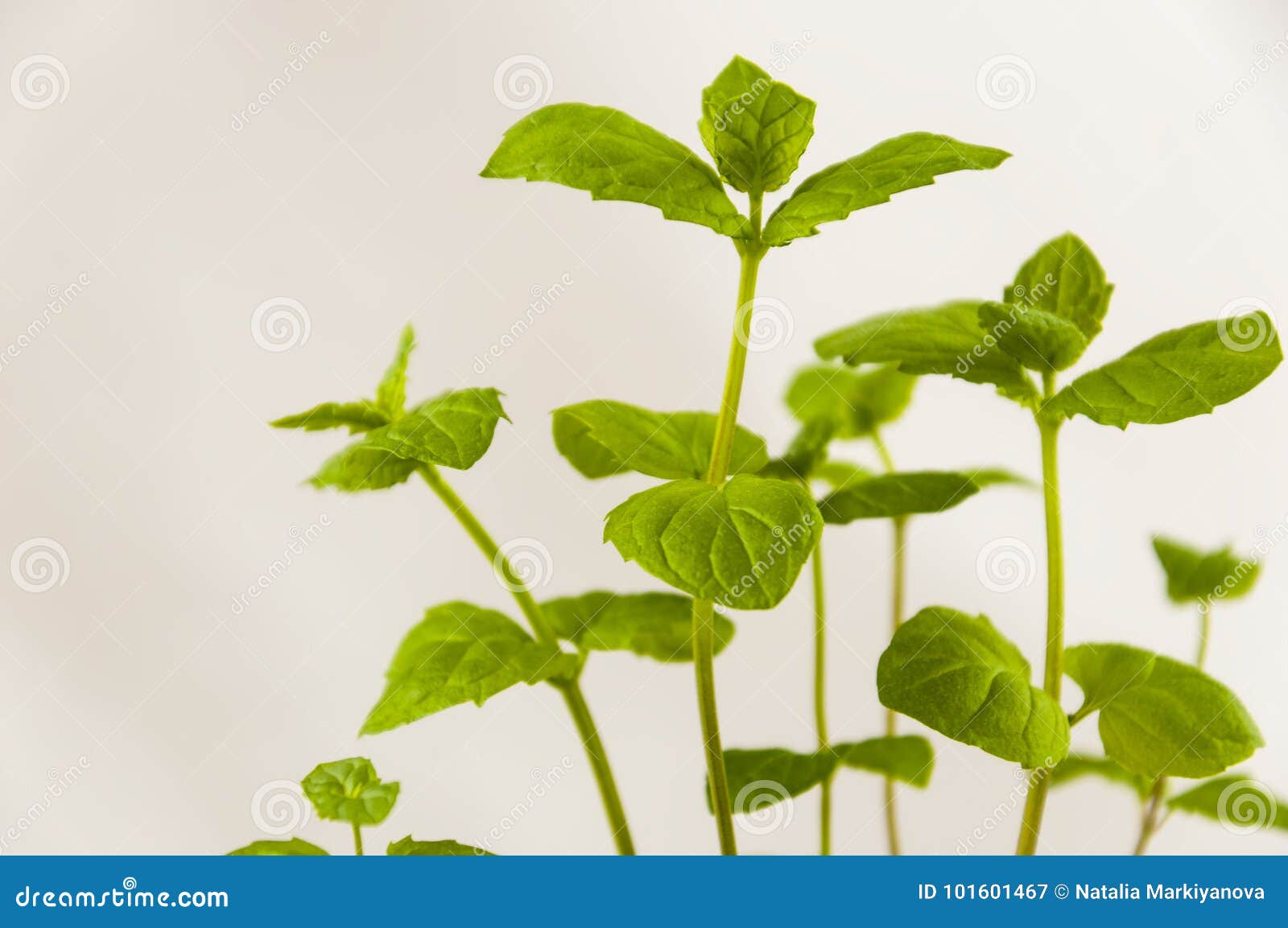 Sprouts mint stock image. Image of vitamin, silviculture - 101601467