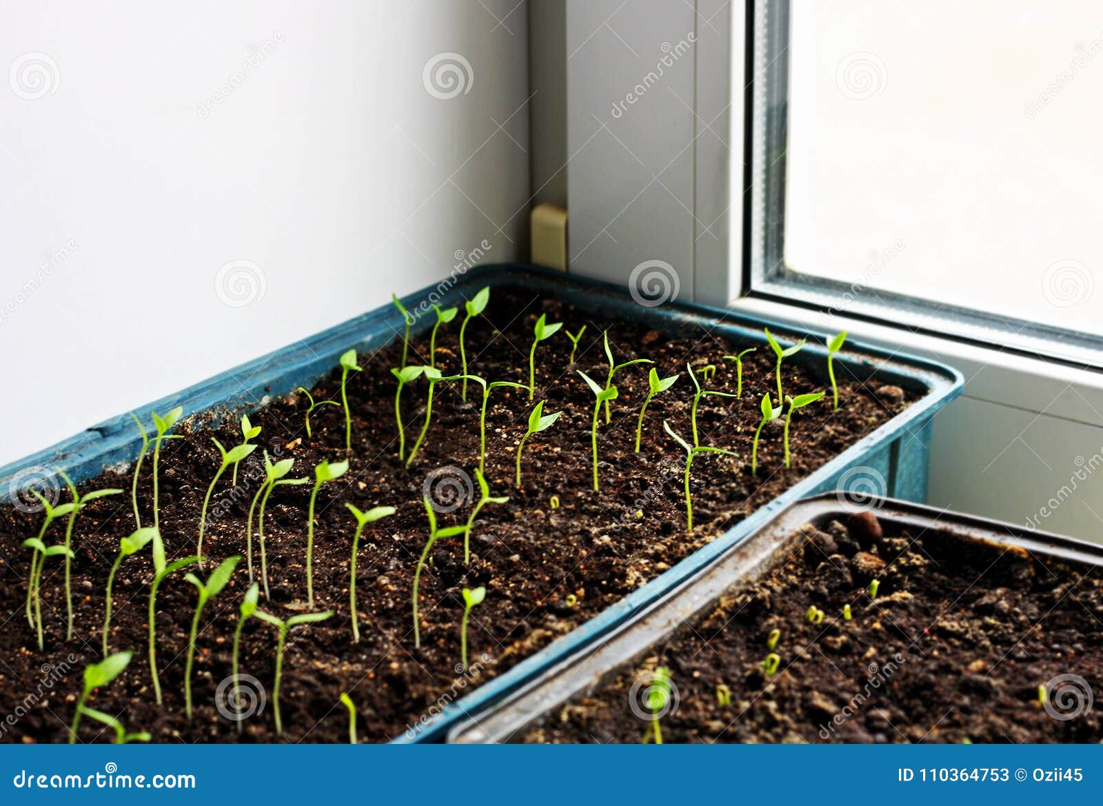 Small sprouts. stock image. Image of grass, leaf, crop - 110364753