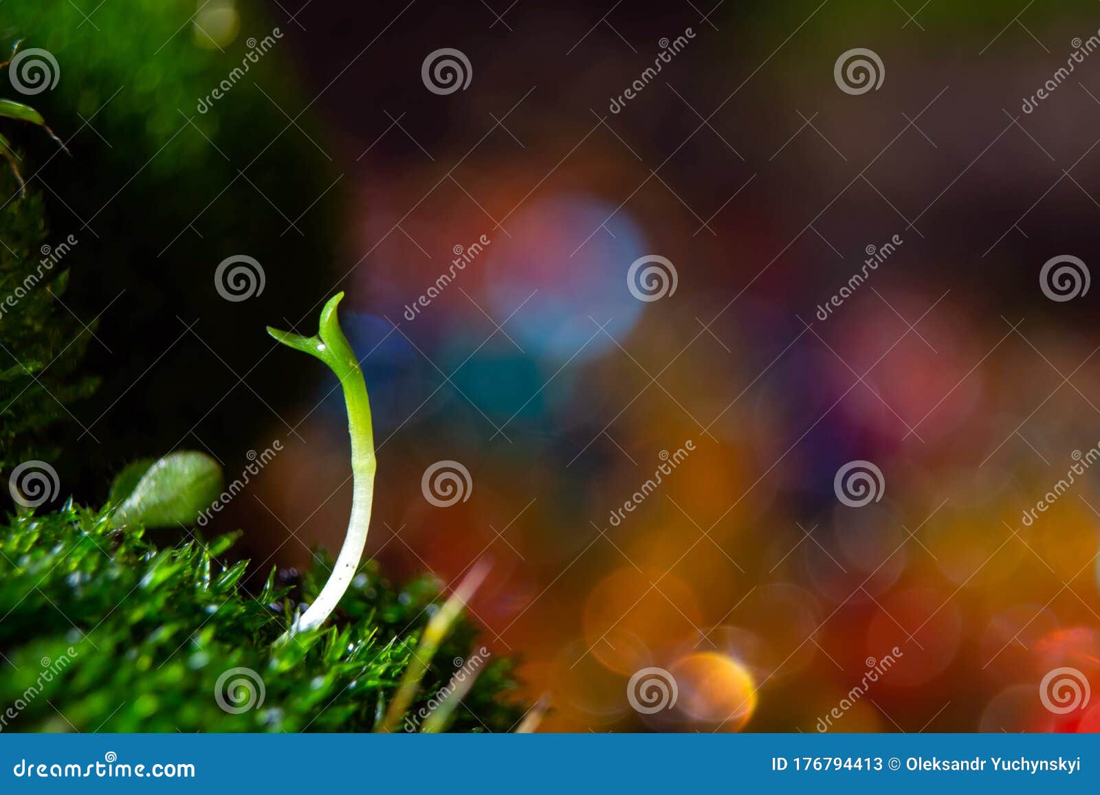 Small Sprouts of Wildflowers Growing from Moss Stock Image - Image of ...
