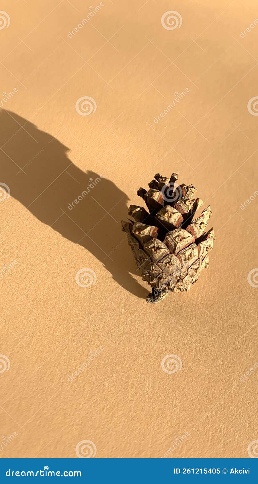 Small Spruce Cone Isolated. Stock Image - Image of environment, nature ...