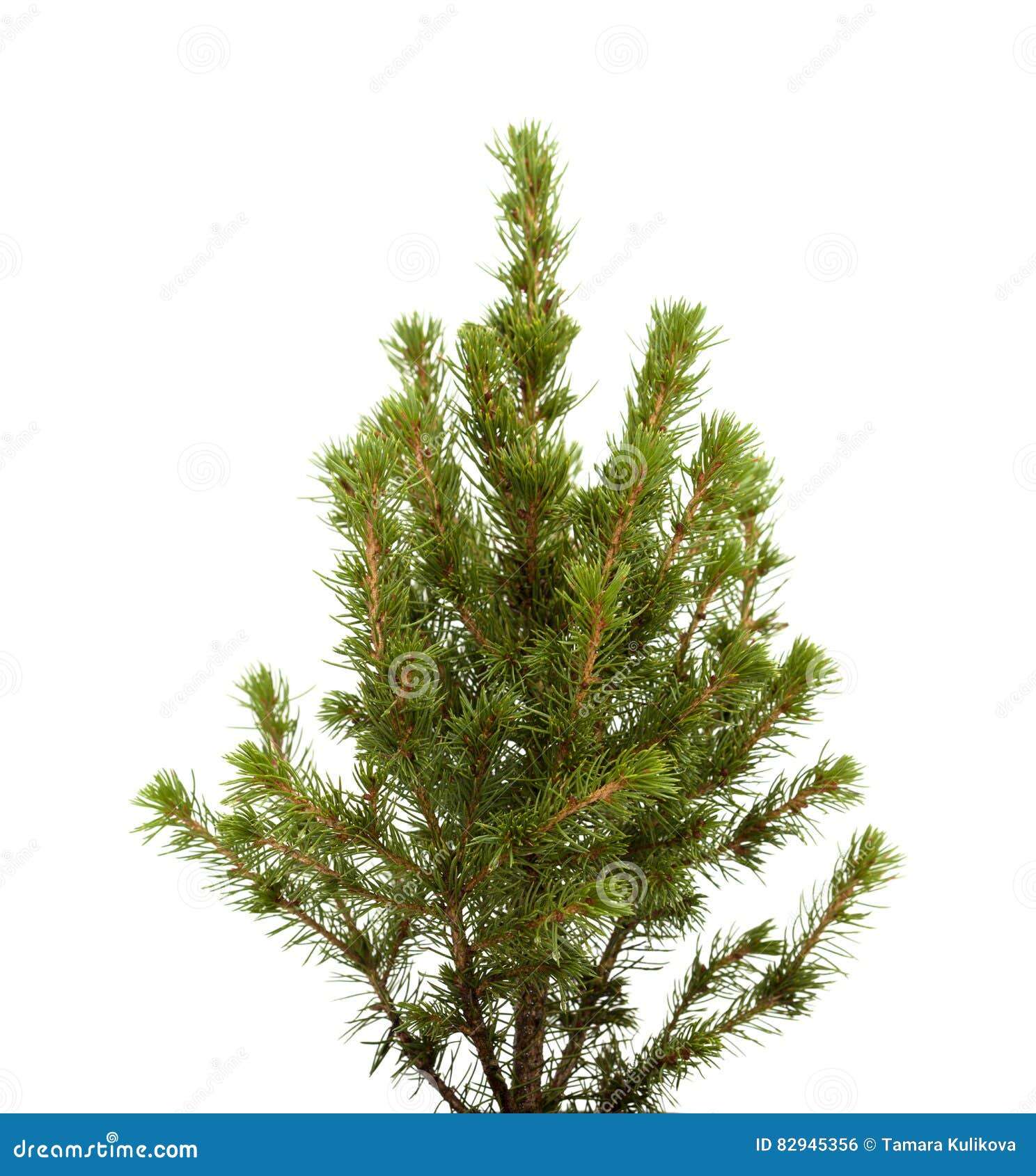 Small spruce isolated stock photo. Image of cone, life - 82945356