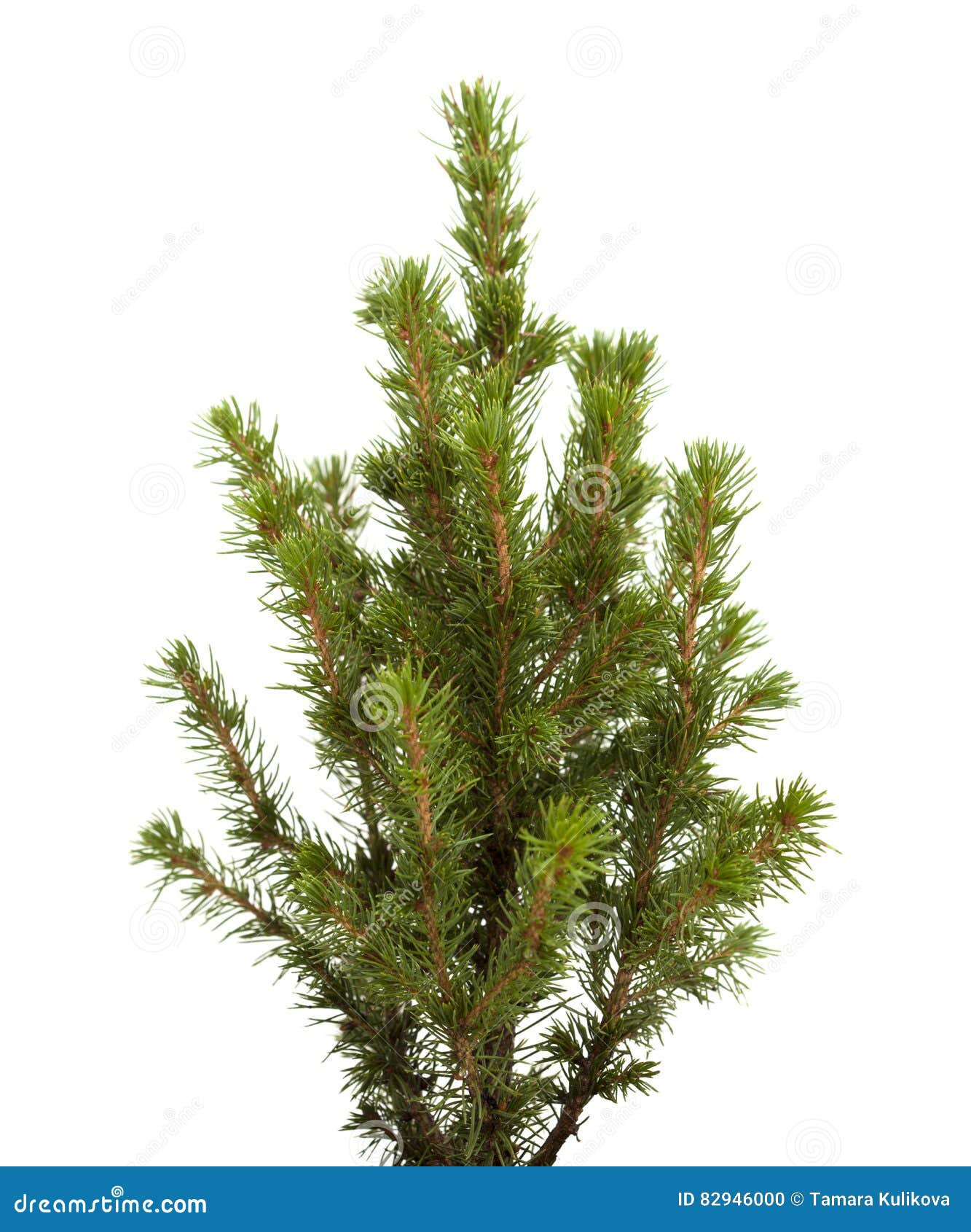 Small spruce isolated stock photo. Image of isolated - 82946000