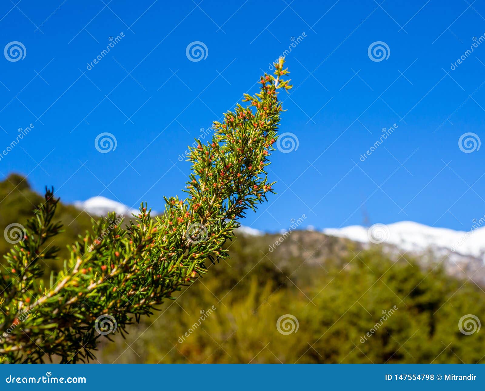 Small Spruce Sapling Branch - Snowy Mountain Tops in the Background ...