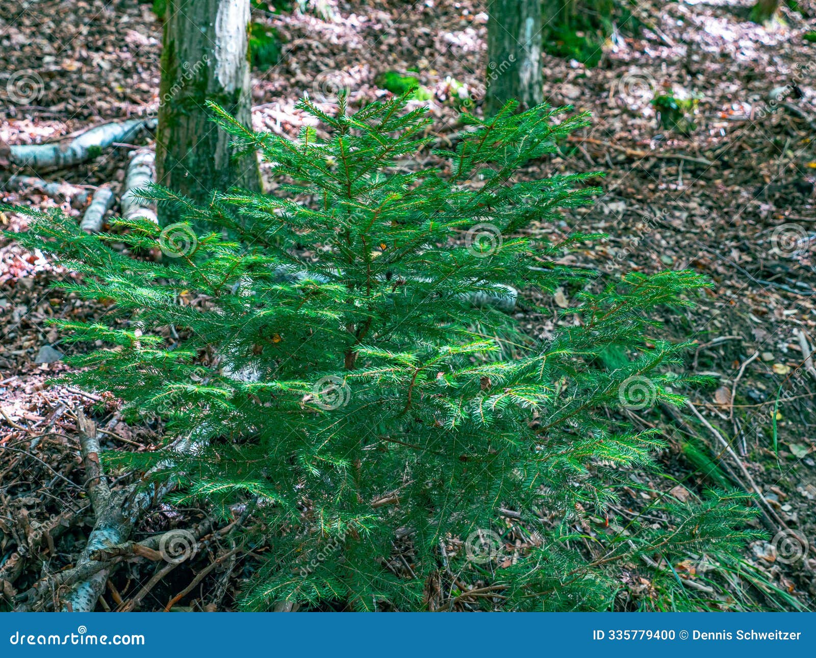 A Small Spruce Tree Close-up in the Forest Stock Photo - Image of ...