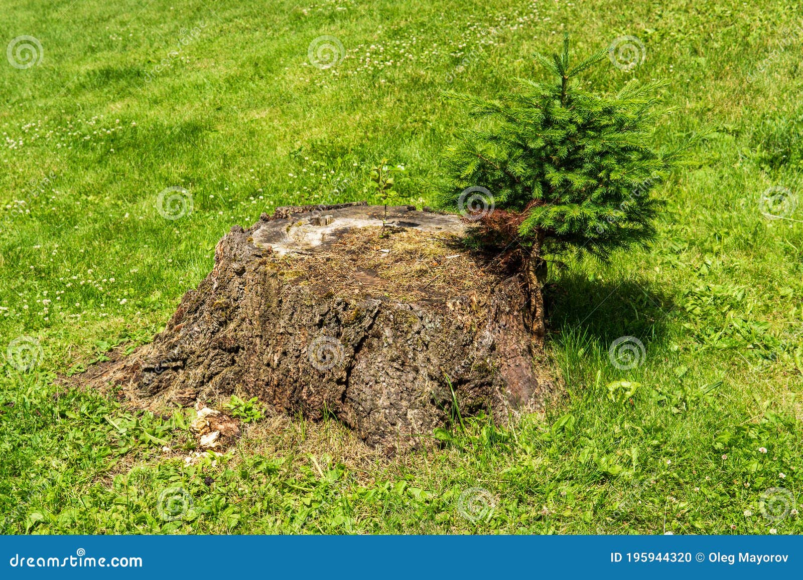 Small Spruce Tree Grows from an Old Stump in a Green Meadow Stock Photo ...
