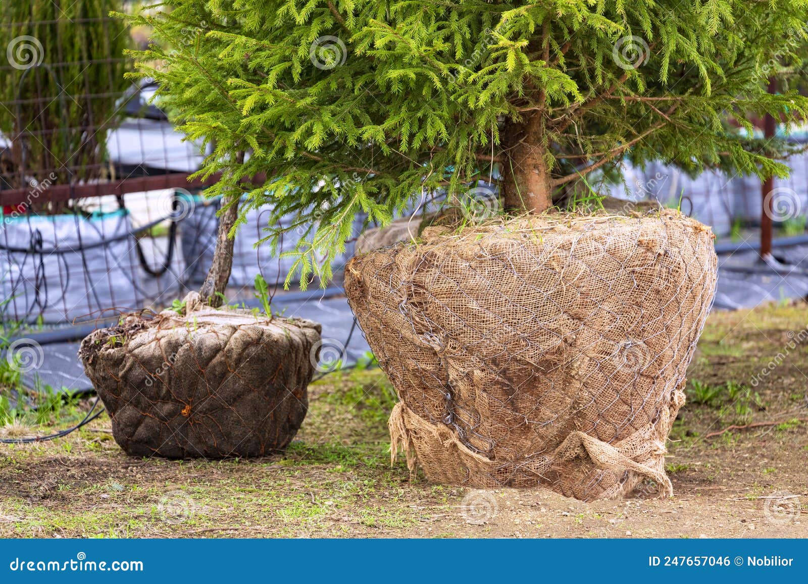 Spruce Trees Sold in Sackcloth Sacks in a Garden Center Stock Photo ...