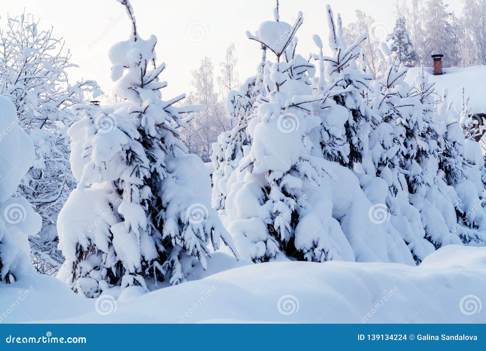 Small Spruce Trees in the Winter Forest Covered with Lots of Snow Stock ...