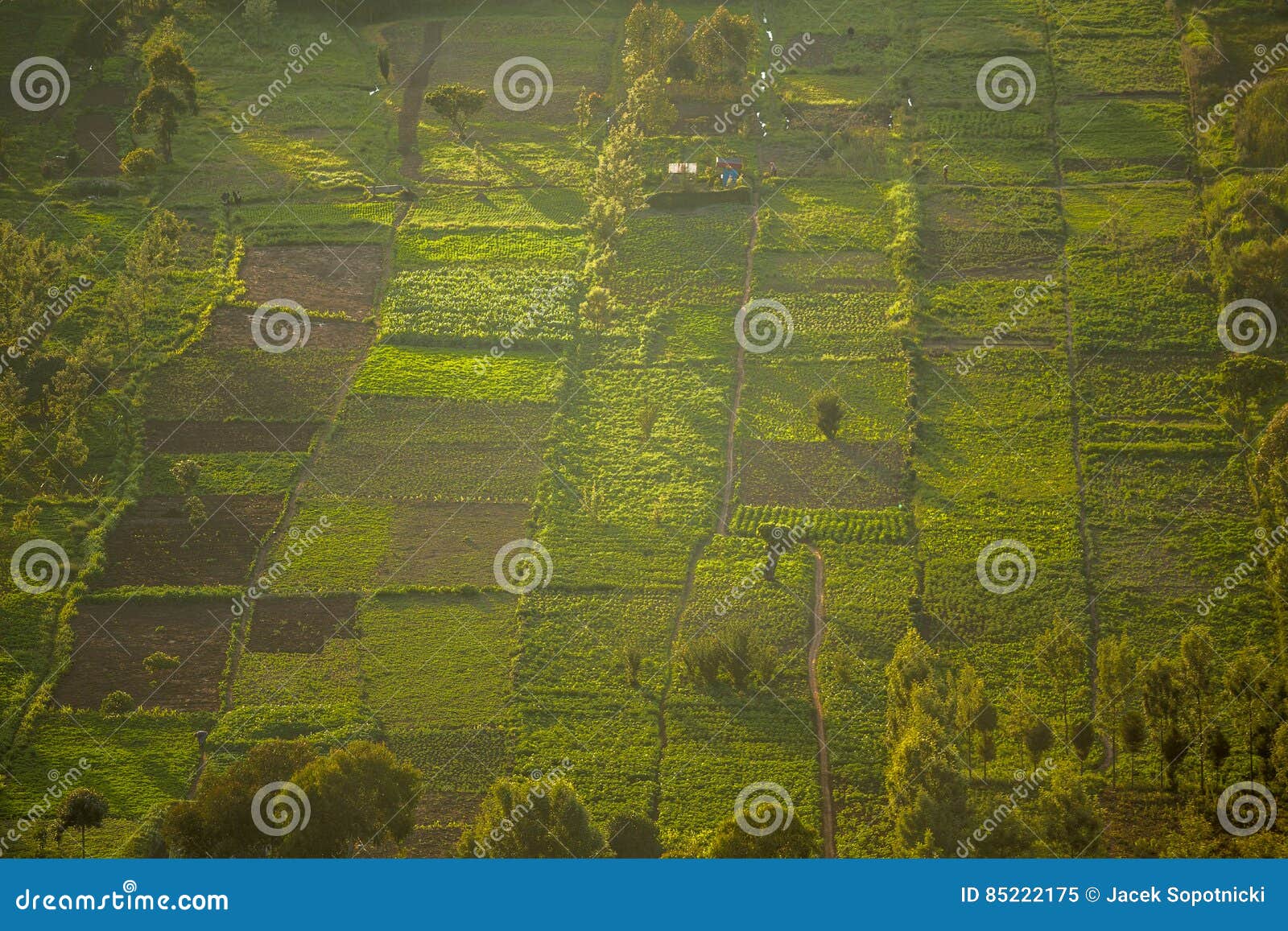 Small Squared Fields at Sunset, Great Rift Valley, Kenya Stock Image ...
