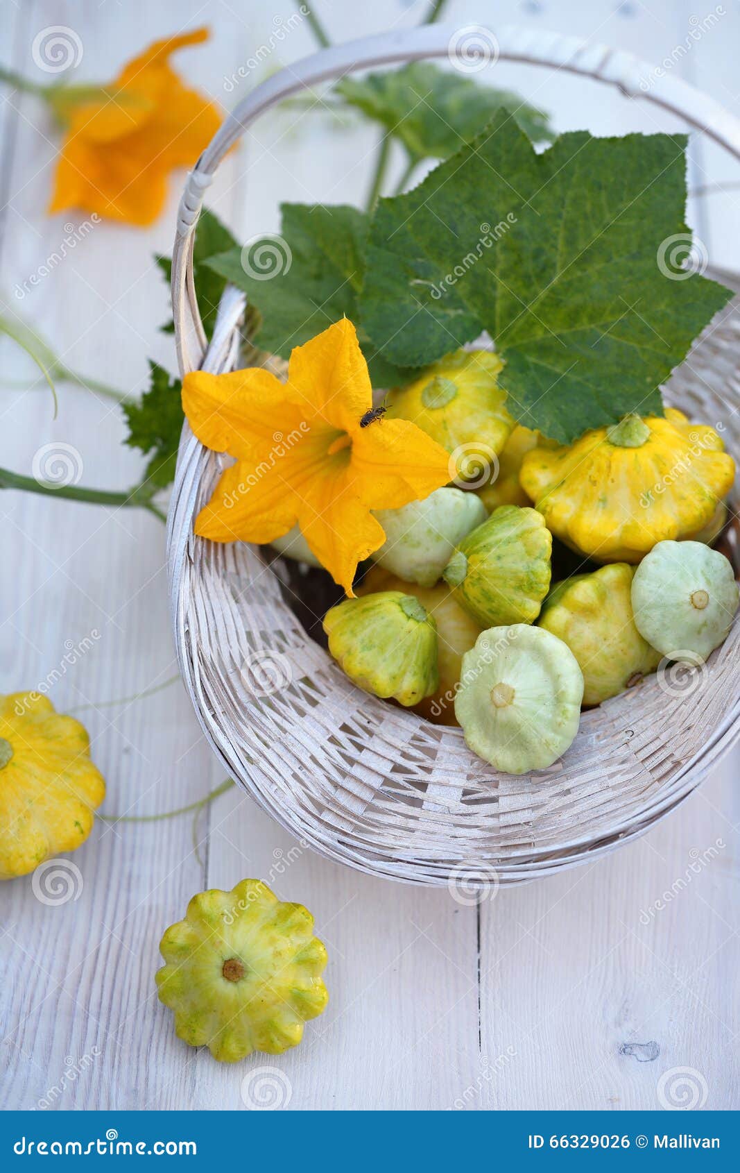 Small squash in a basket stock photo. Image of healthy - 66329026