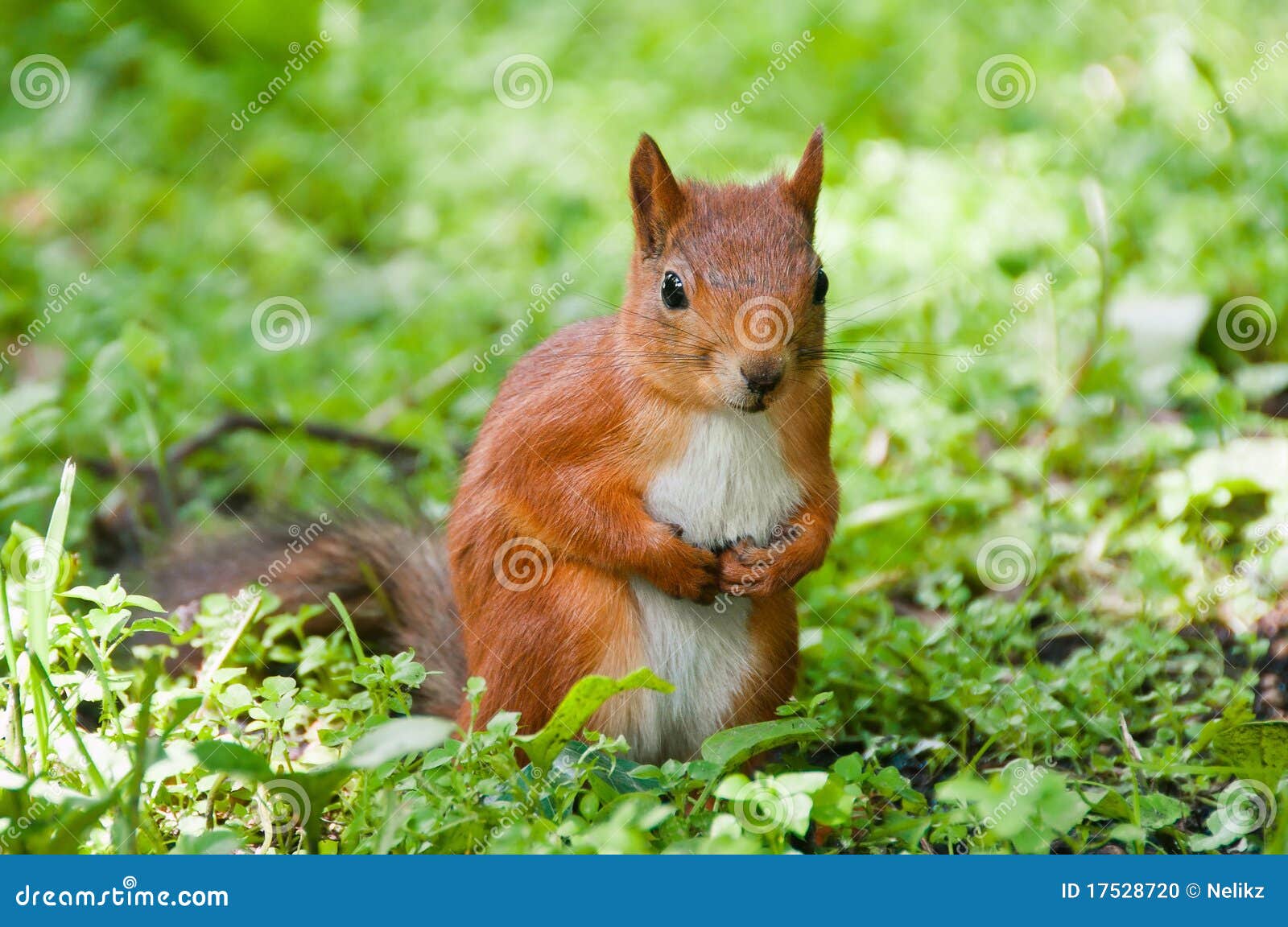 Small Squirrel stock photo. Image of cute, surprised - 17528720