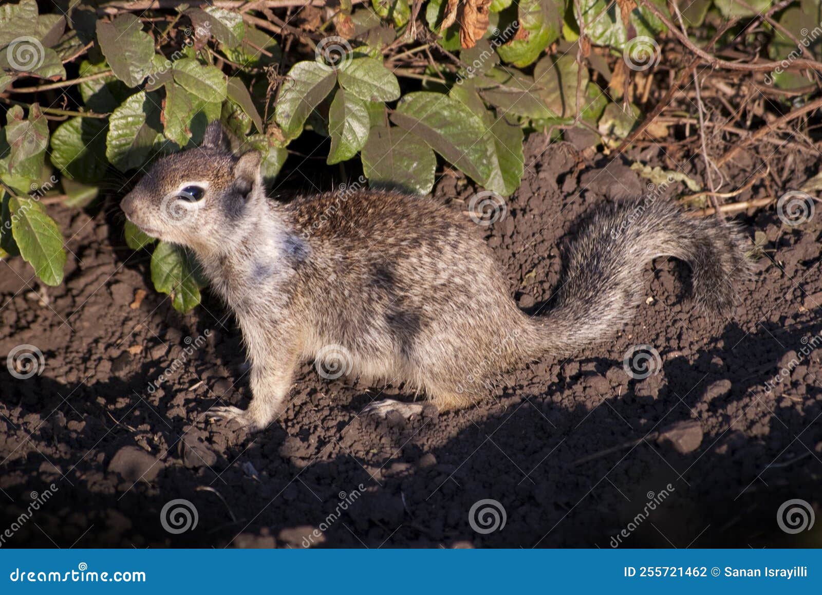 Small squirrel stock photo. Image of squirrel, rodent - 255721462