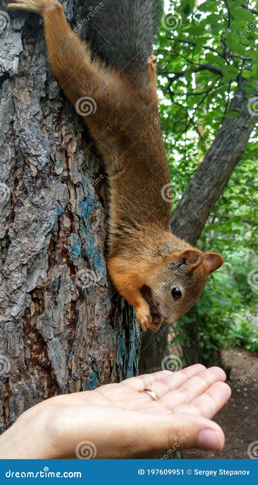 Small squirrel stock image. Image of handfed, summer - 197609951