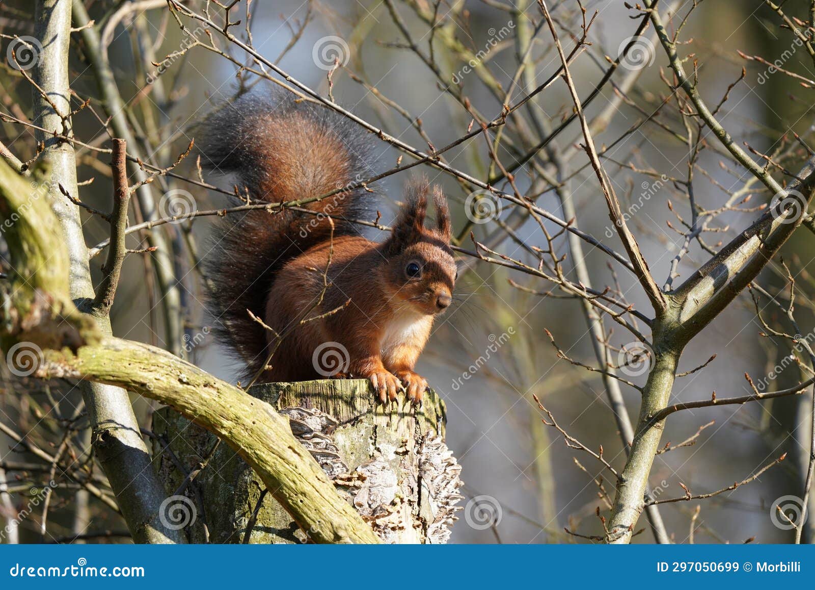 A Small Squirrel Hidden Behind the Branches of a Tree Stock Image ...