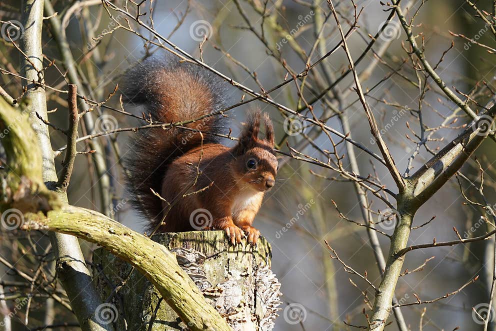 A Small Squirrel Hidden Behind the Branches of a Tree Stock Image ...