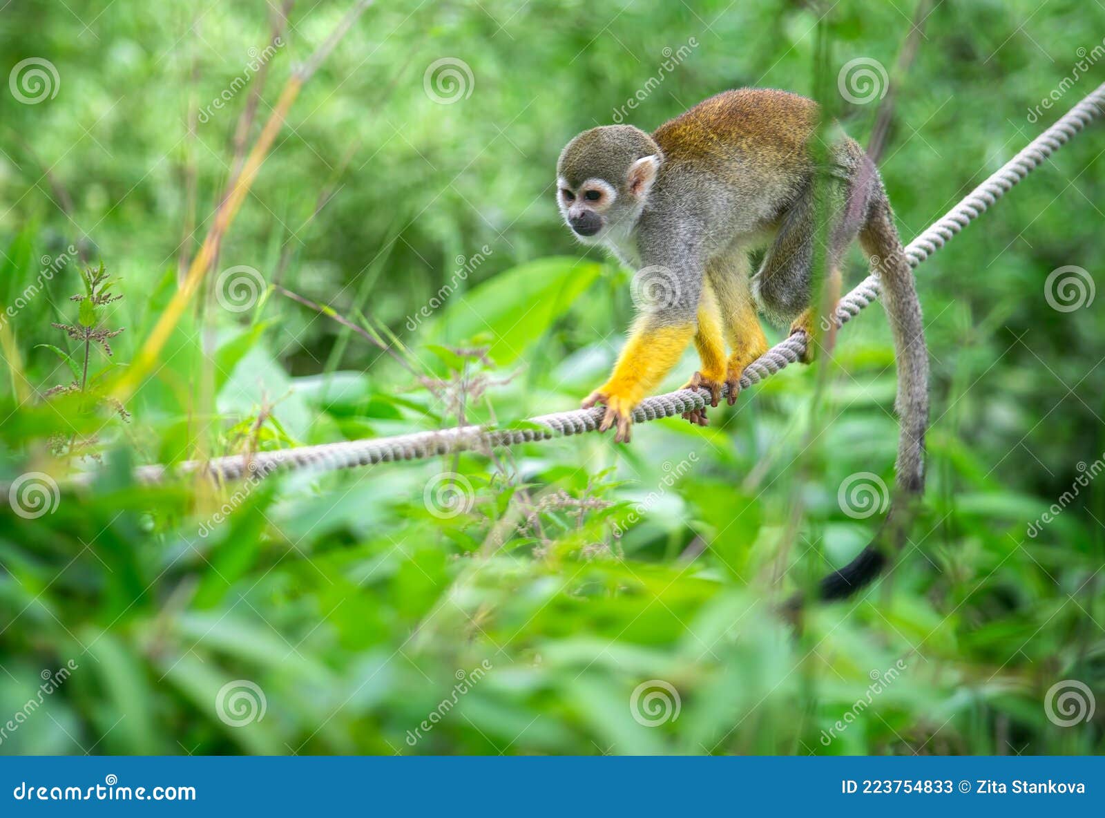 Small Squirrel Monkey Climbing on a Rope Stock Image - Image of small ...