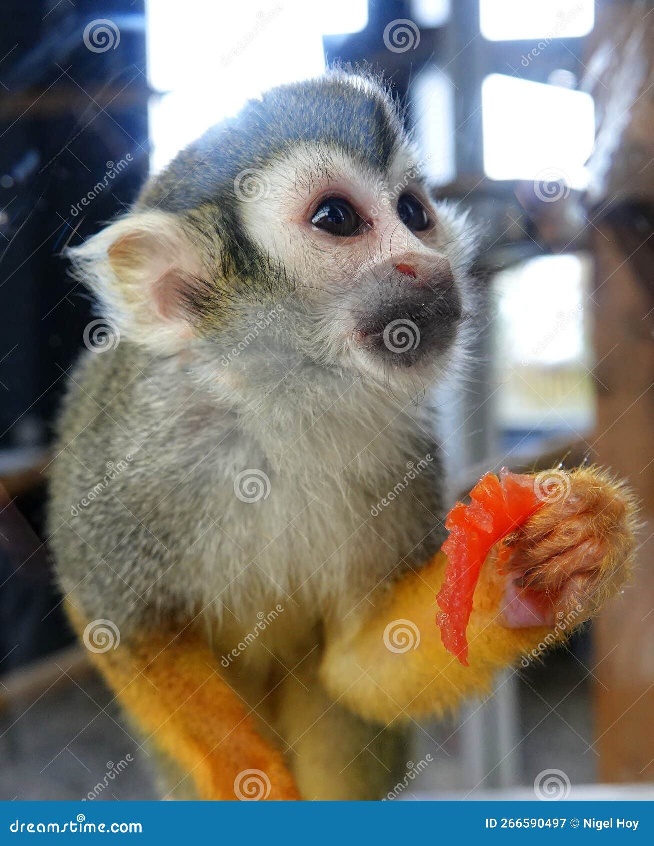 Squirrel Monkey Eating a Tomato Stock Image - Image of captive, mammal ...