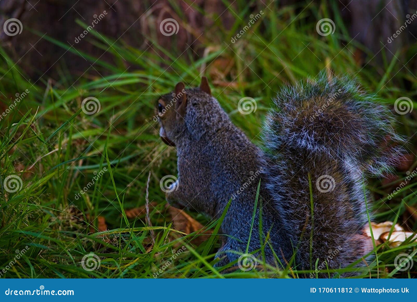 Squirrel Near a Tree Back View Stock Photo - Image of holly, amount ...