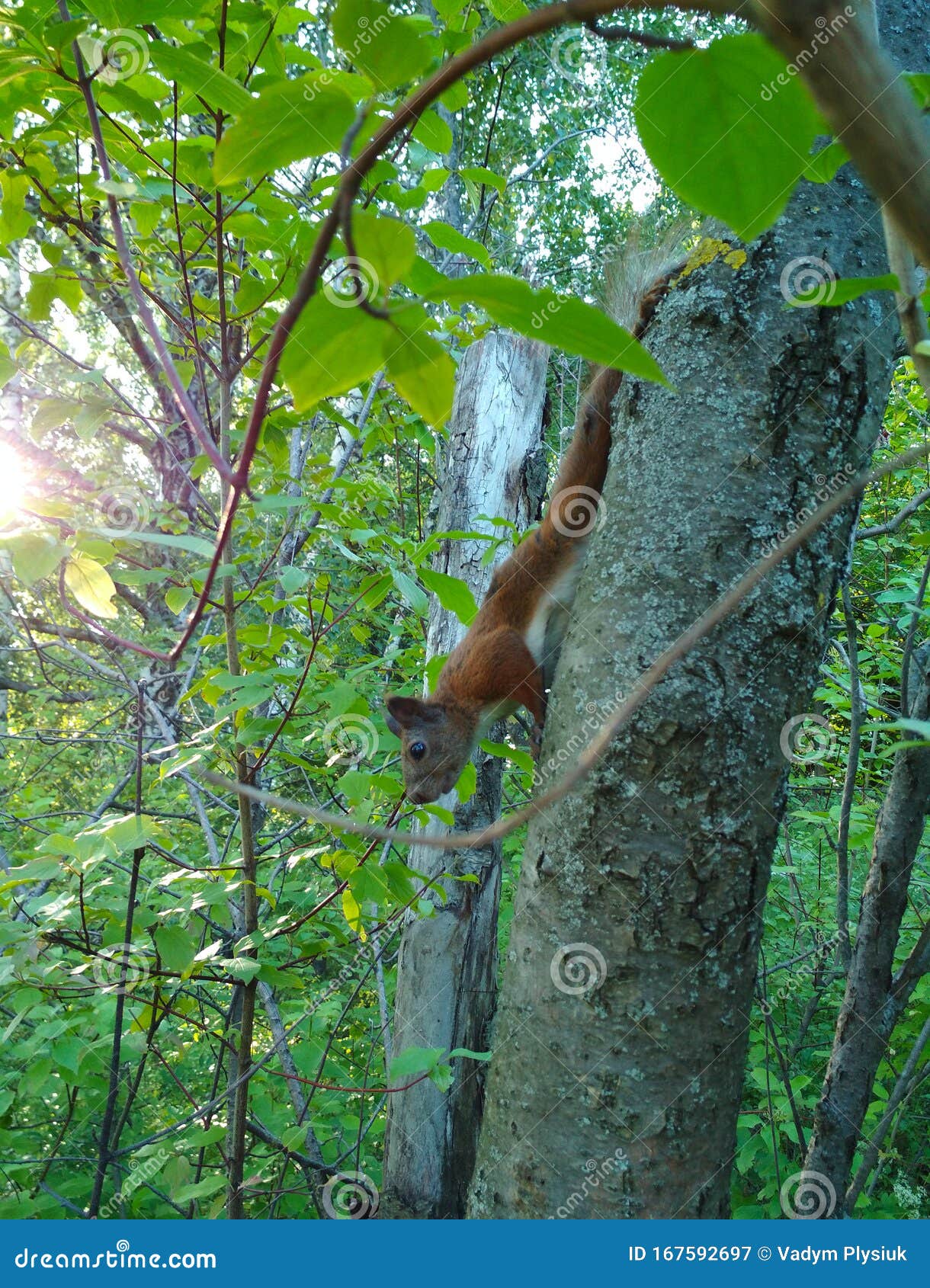 Small Squirrel Running Down the Tree. Real Vertical Photo in the Wild ...