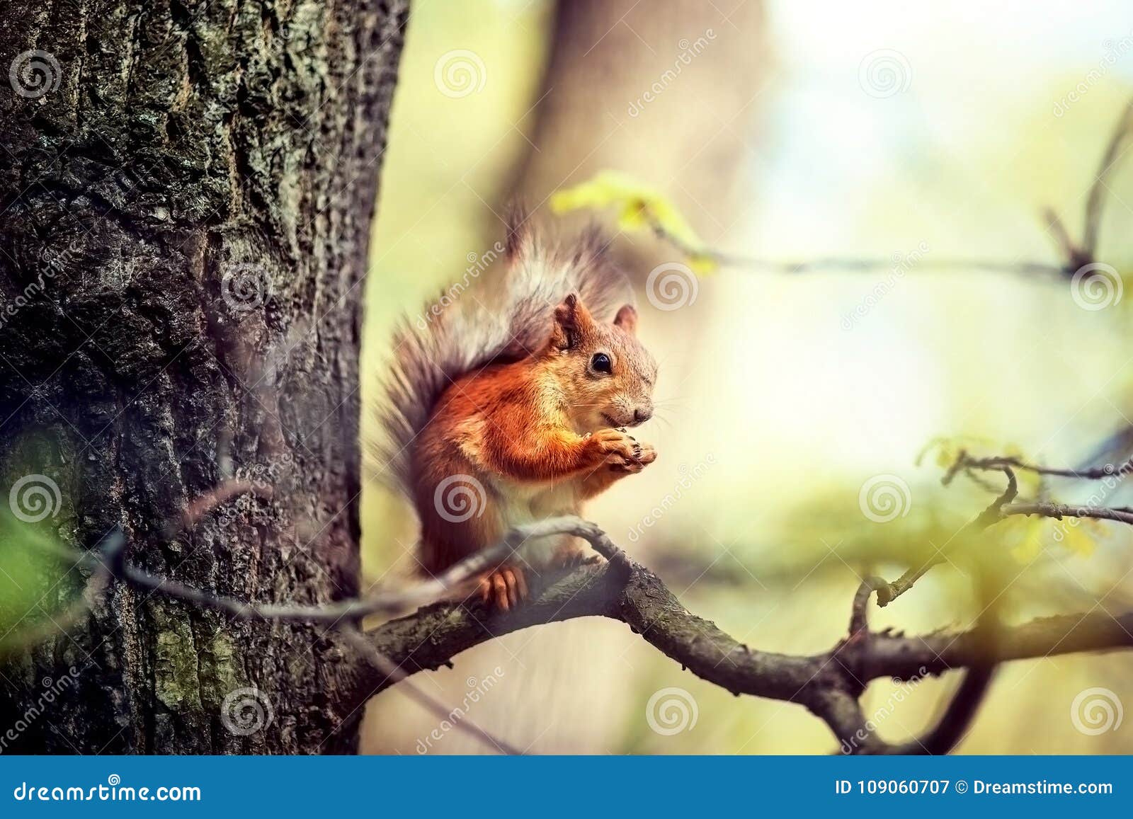 Little Squirrel in the Spring Stock Image - Image of small, garden ...