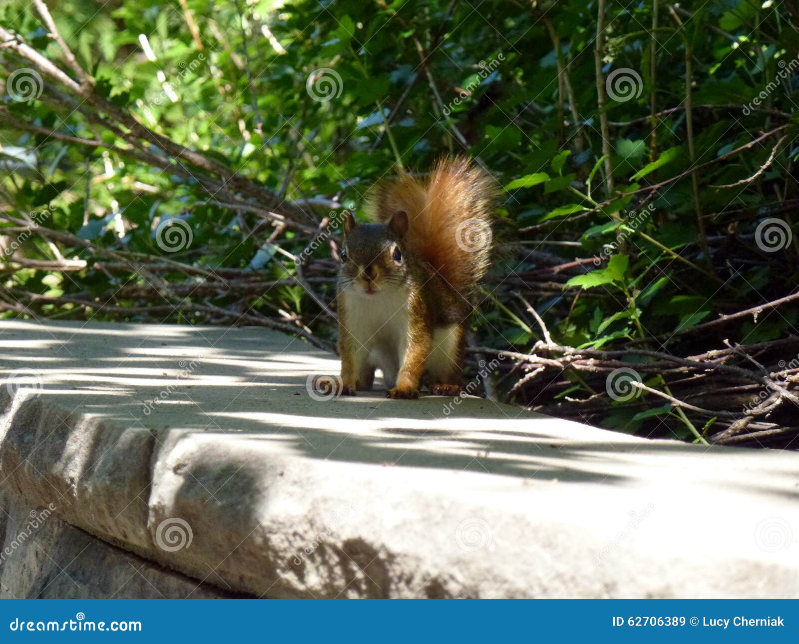 Small Squirrel stock image. Image of flora, mammal, tree - 62706389