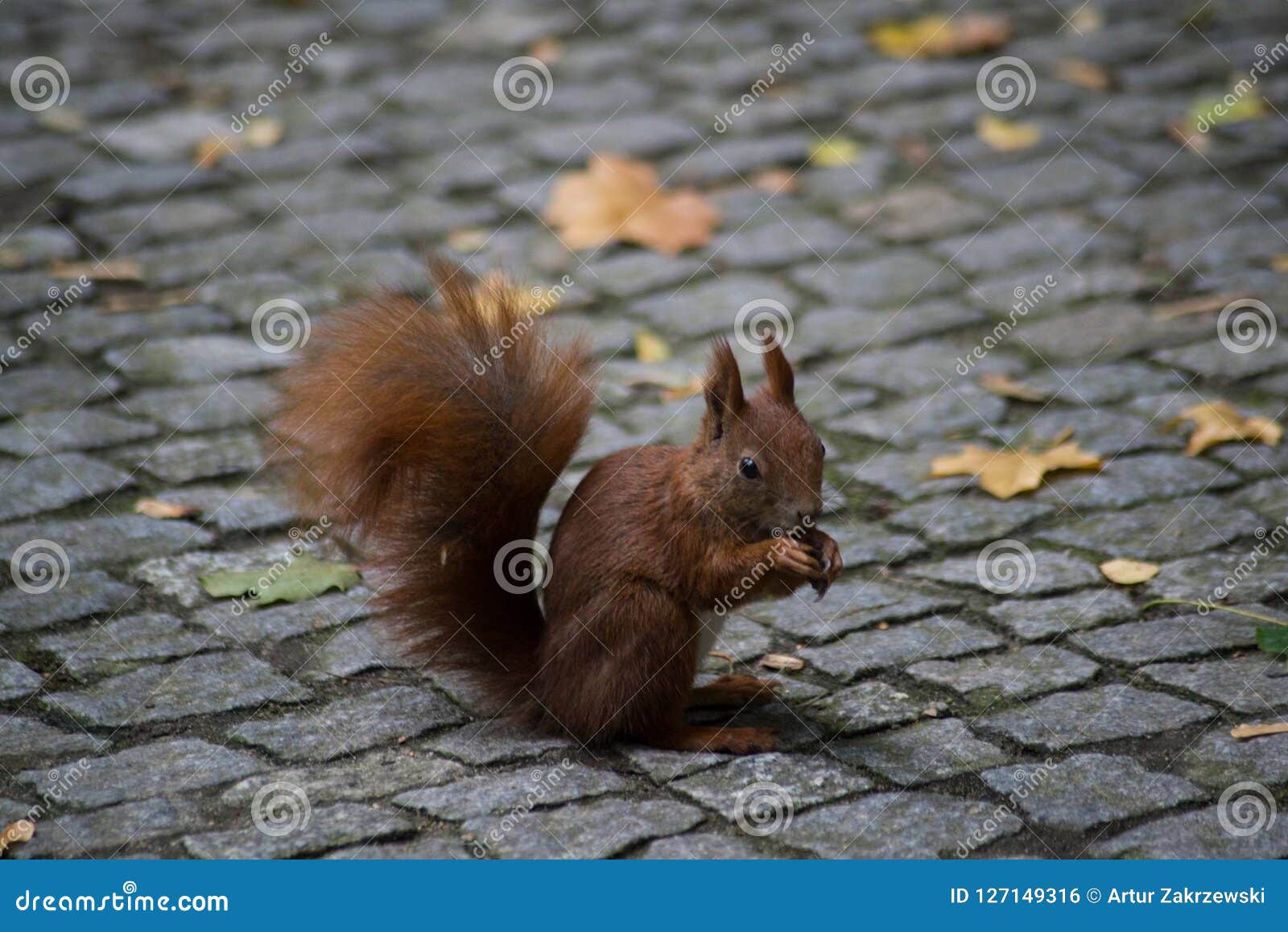 Small squirrel stock photo. Image of squirrel, autumn - 127149316