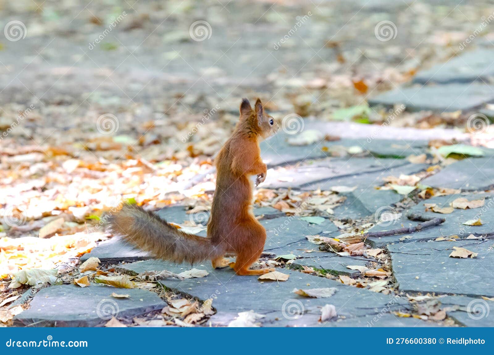 A Small Squirrel Stands in a Funny Pose Stock Photo - Image of rodent ...